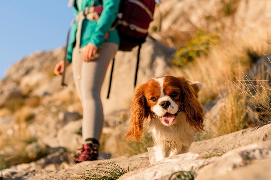 SNÖ Isaba | Valle del Roncal | Official Web